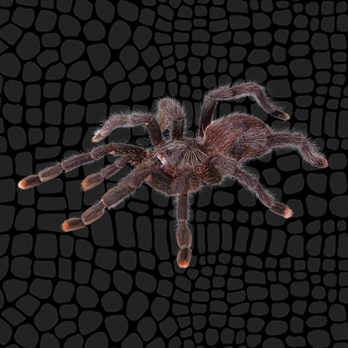 Pink Toe Tarantula