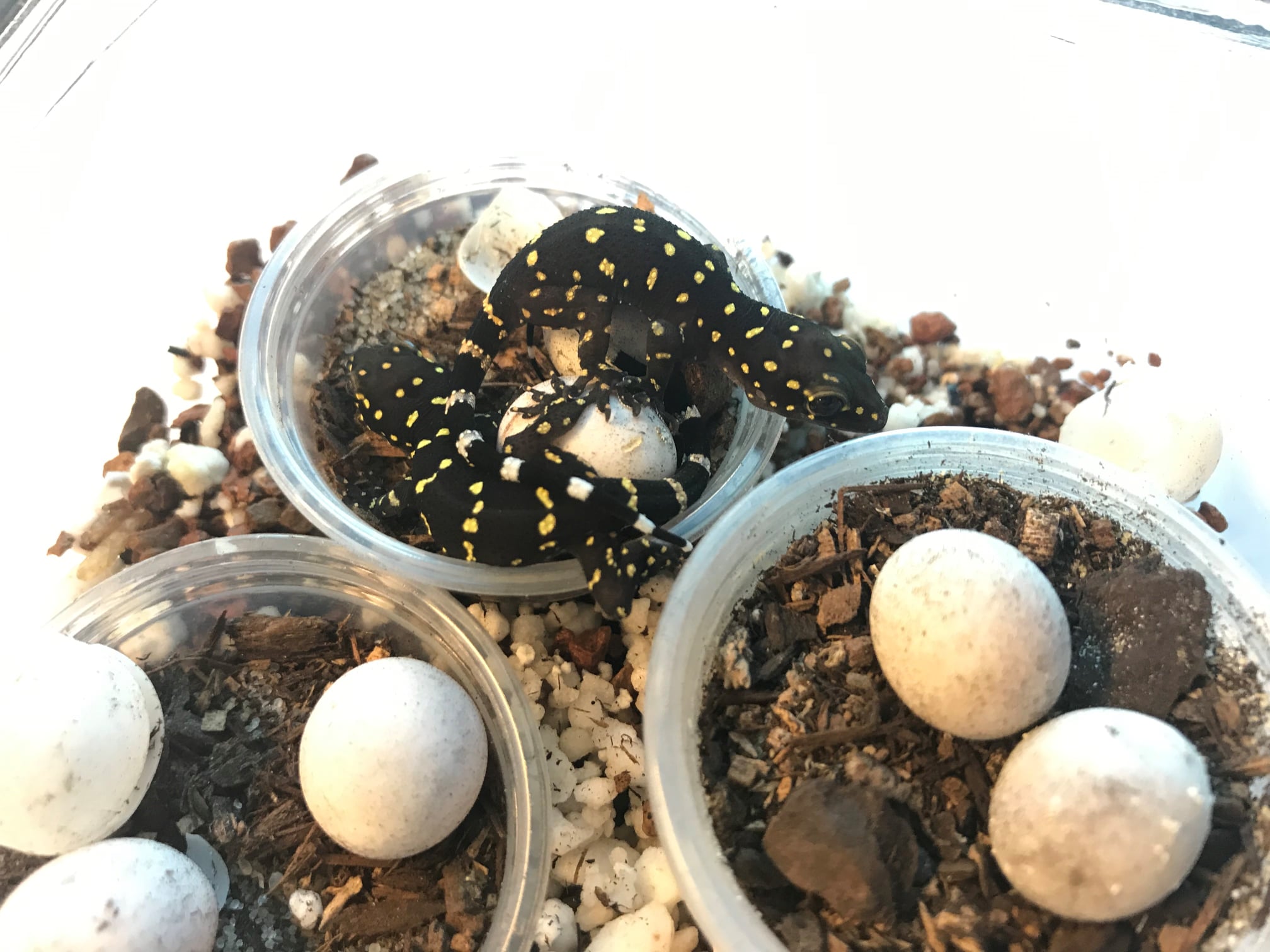 Reptile Lab Feature: What is the Zilla Lab?