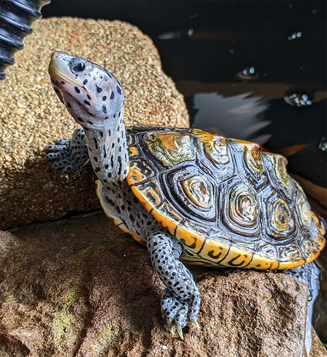Meet Dan "The Turtle Man" and his Diamondback Terrapins