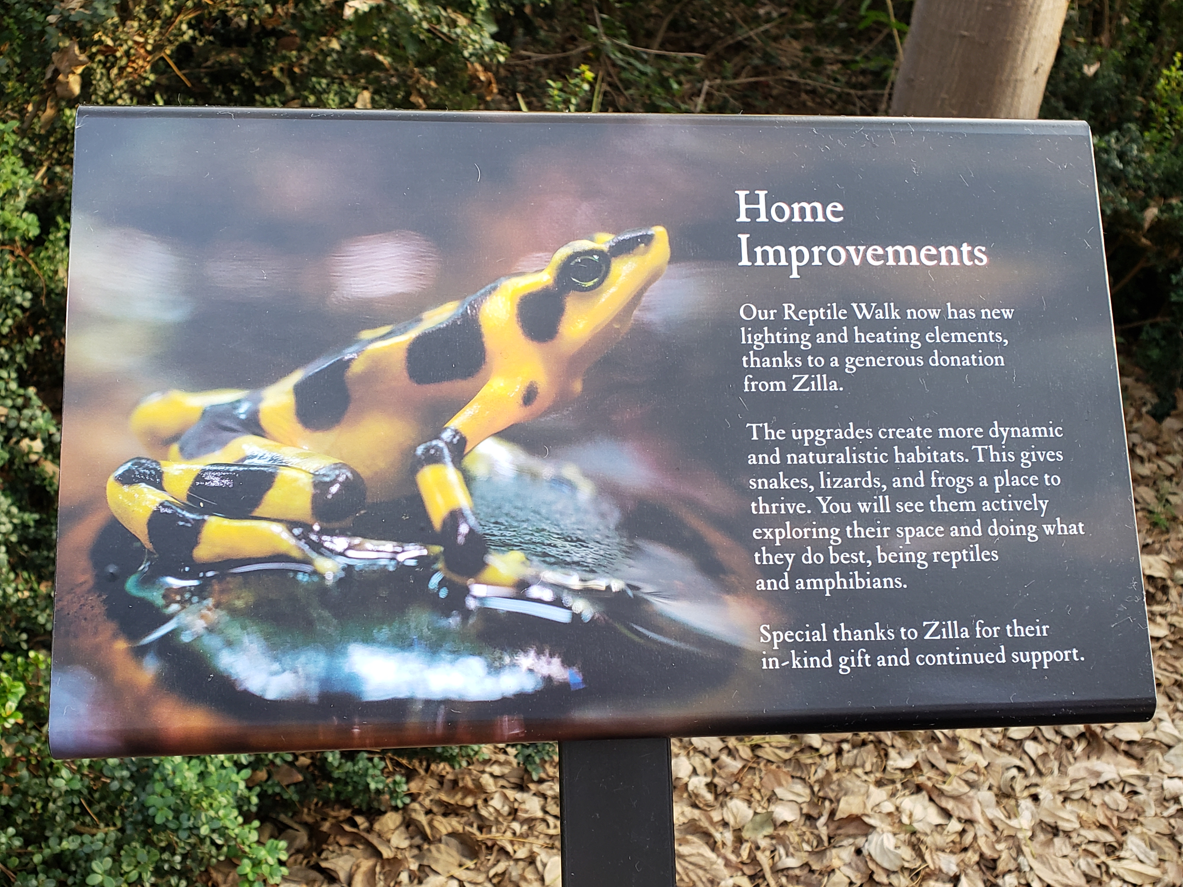 Amphibians San Diego Zoo Animals Plants Kangaroo And Wallaby | San