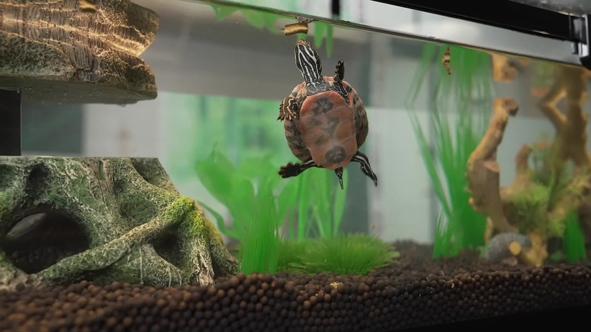 Setting Up an Aquatic Turtle Habitat