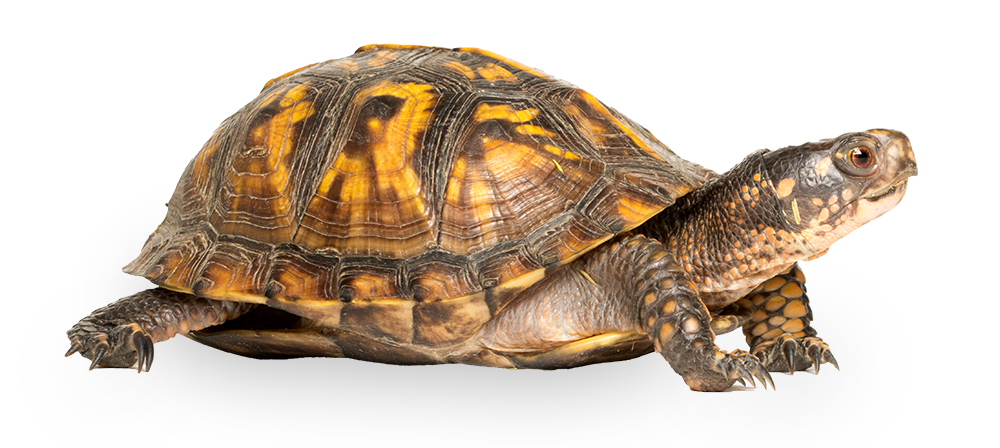 Husbandry Handbook: Eastern Box Turtle - Terrapene carolina carolina