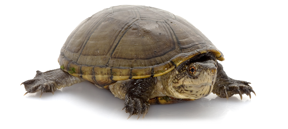 Husbandry Handbook: Mud Turtles - Kinosternon subrubrum