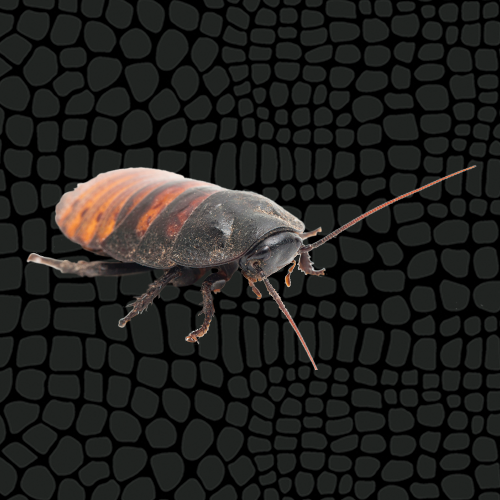 Husbandry Handbook: Madagascar Hissing Cockroach - Gramphadorhina ...