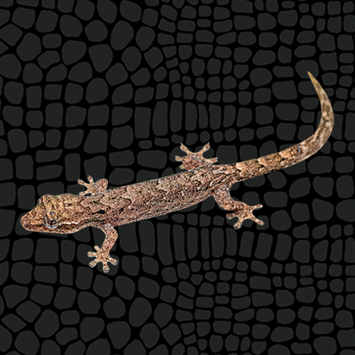 Husbandry Handbook: Mourning Gecko - Lepidodactylus lugubris